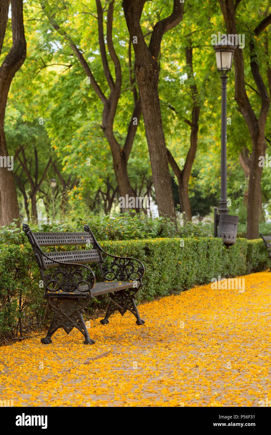 a picturesque bench in the park showered with fallen acacia trees Stock ...