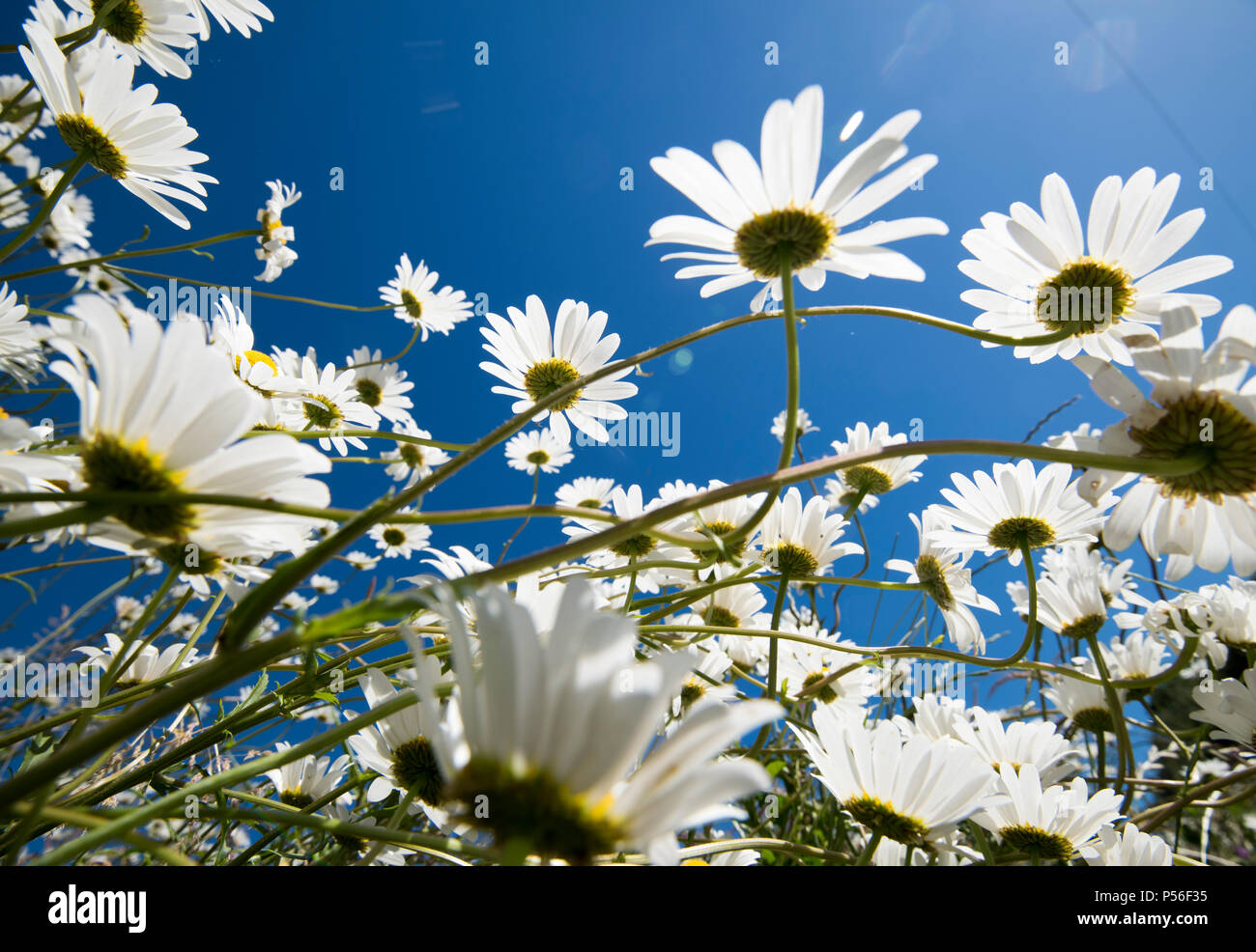Close up of a field of pretty white daisies, Gedling Nottinghamshire ...