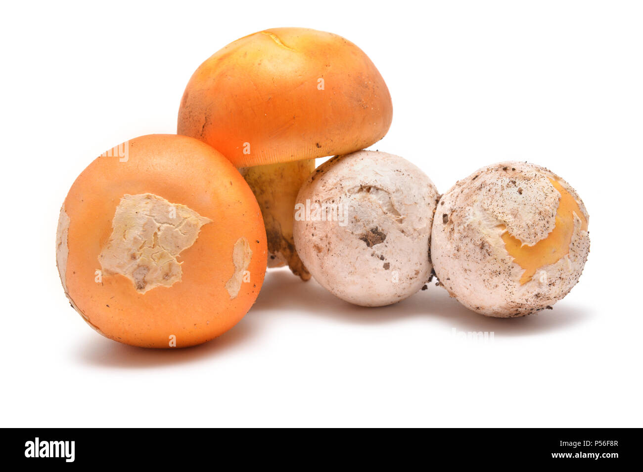 amanita caesarea, caesar's mushroom isolated on white Stock Photo - Alamy