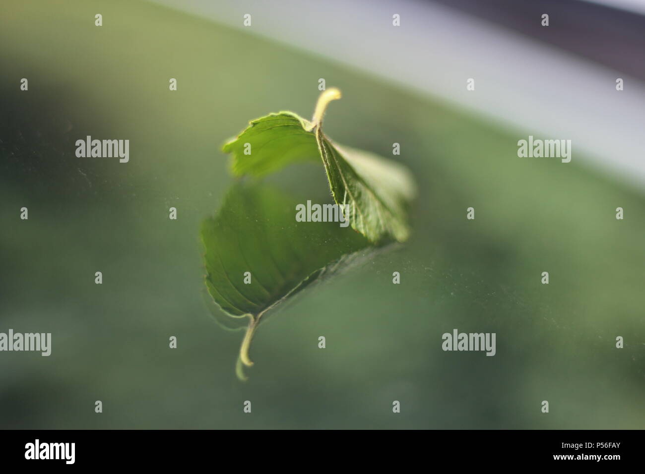 Leaf on car window Stock Photo - Alamy