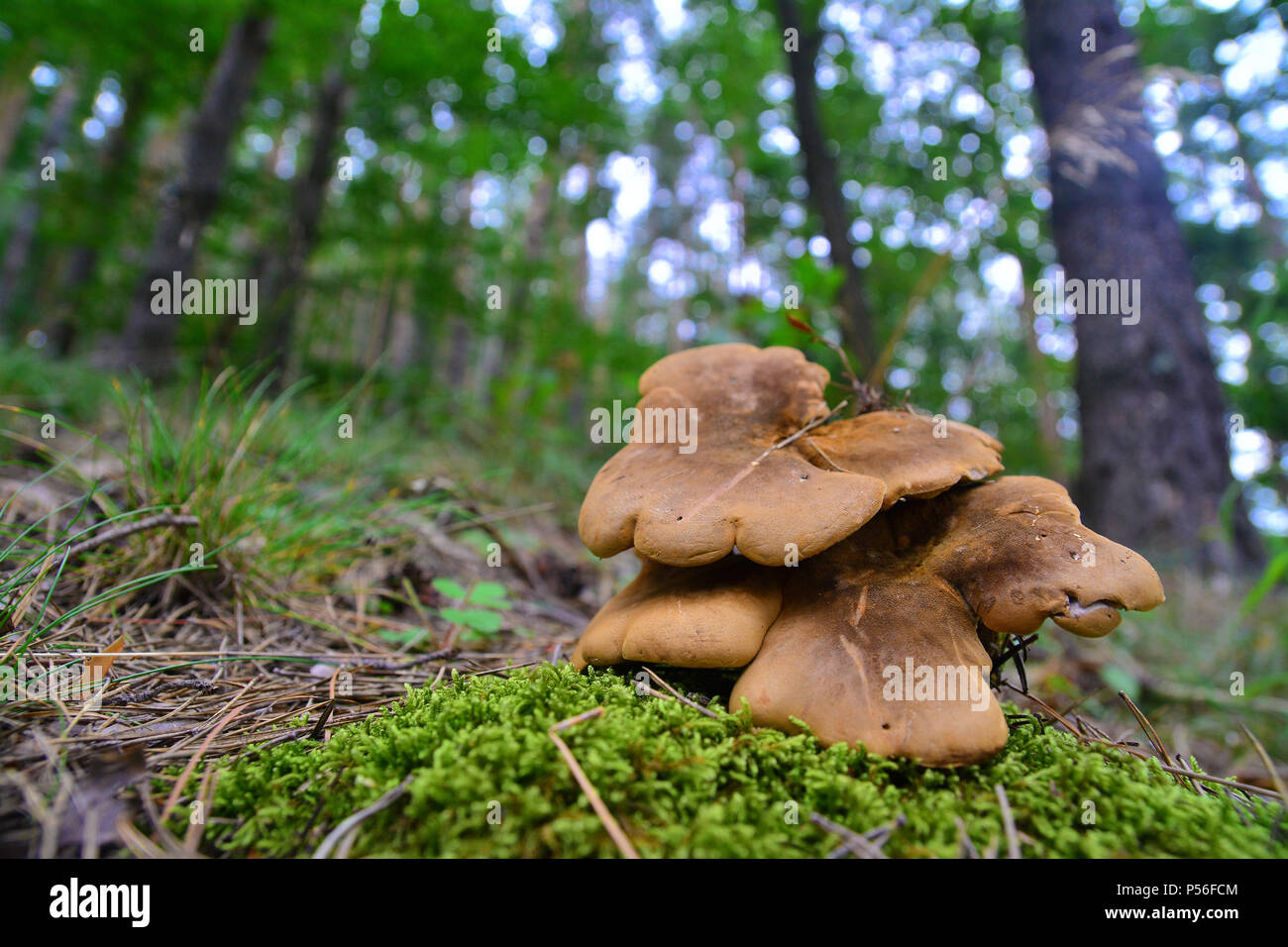 Tapinella atrotomentosa hi-res stock photography and images - Alamy