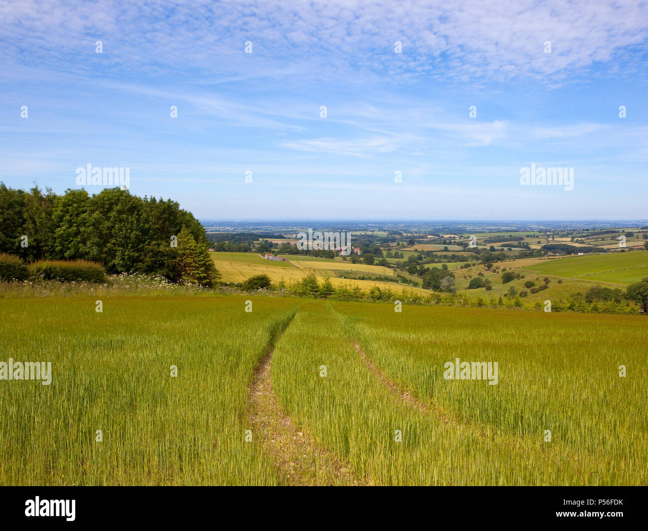 Vale of York scenery viewed from an upland barley field with woodland ...