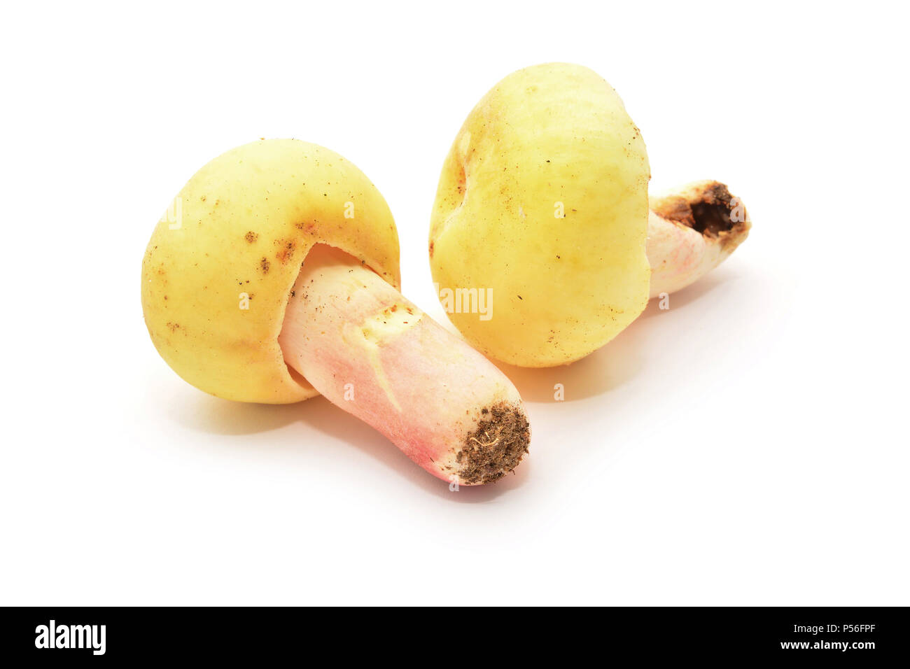 russula violeipes mushrooms isolated on white Stock Photo - Alamy