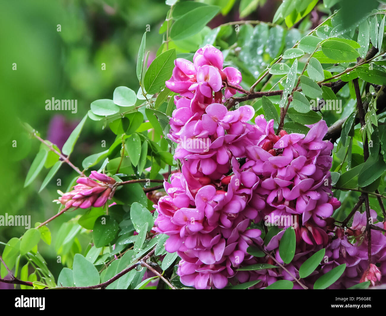 Acacia tree after the rain hi-res stock photography and images - Alamy