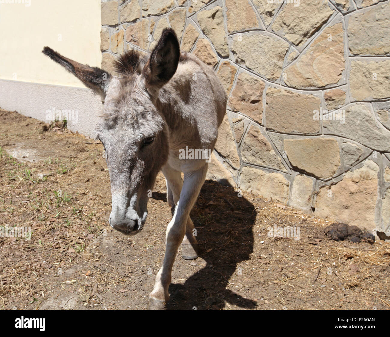 One Donkey at Farm Outdoor Sunny Day Stock Photo - Alamy