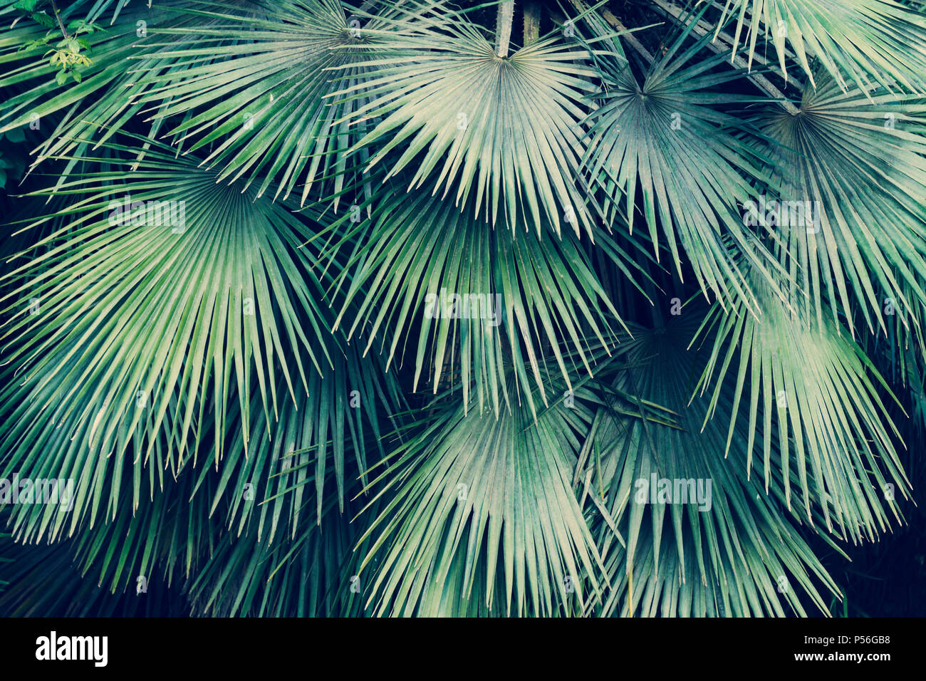 Tropical palm tree leaf trendy background Stock Photo - Alamy
