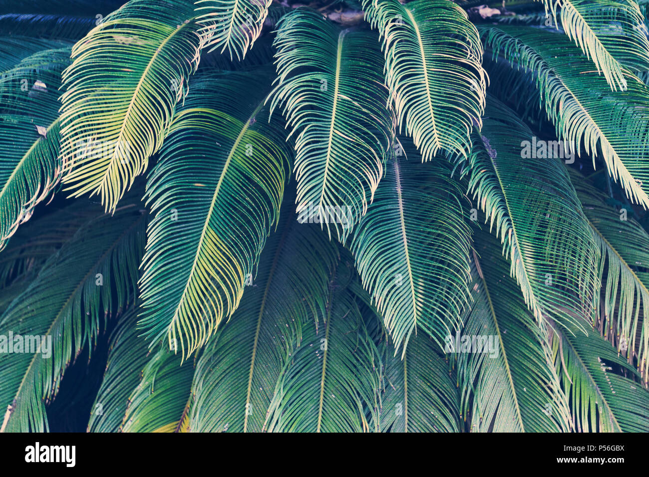 Tropical palm tree leaf trendy background Stock Photo - Alamy