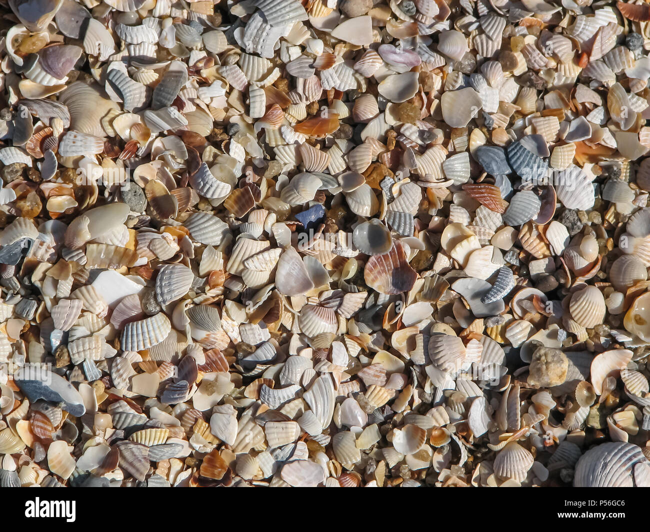 Background of multicolored small seashells, texture of shellfish shells ...