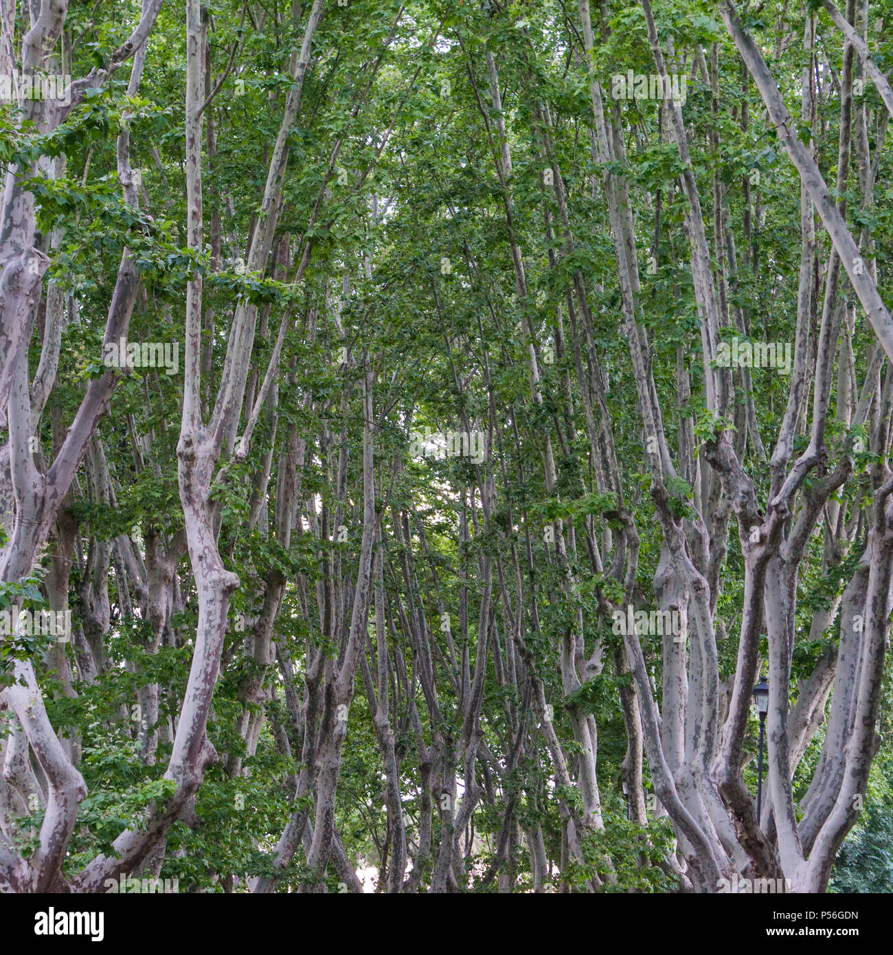 Large canopy hi-res stock photography and images - Alamy