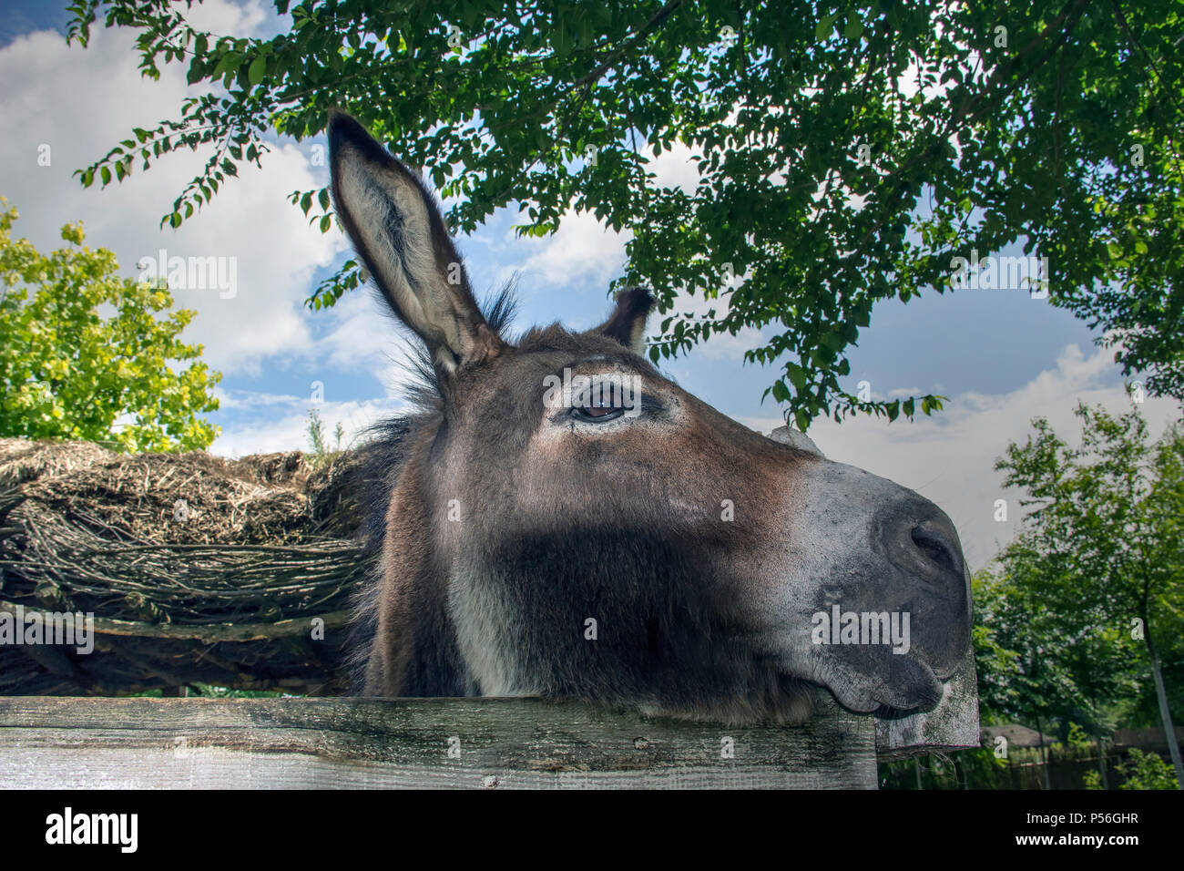 Countryside, Serbia - Portrait of a donkey Stock Photo - Alamy