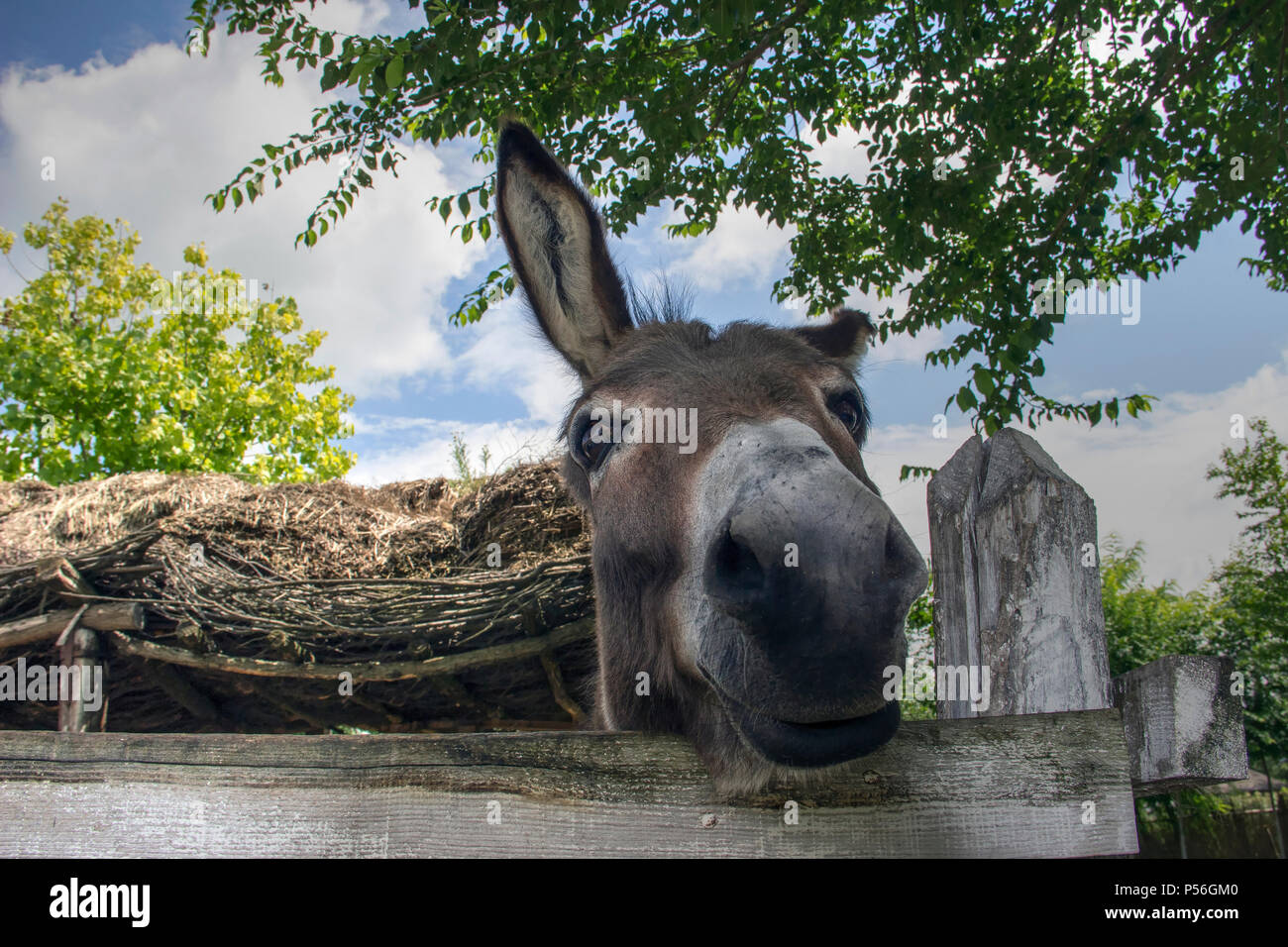 Countryside, Serbia - Portrait of a donkey Stock Photo - Alamy