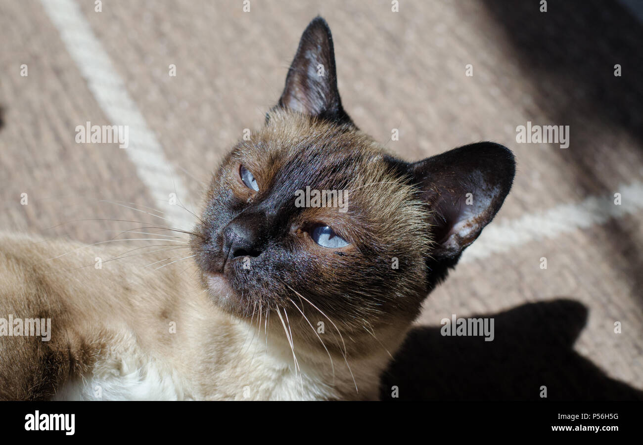 Siamese cat is stretching on the home carpet Stock Photo - Alamy