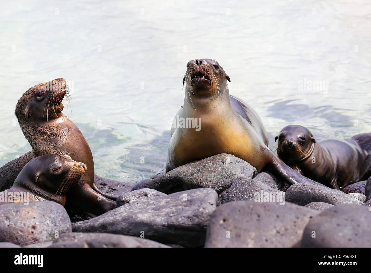 Galapagos sea lions lying on rocks at Suarez Point, Espanola Island ...