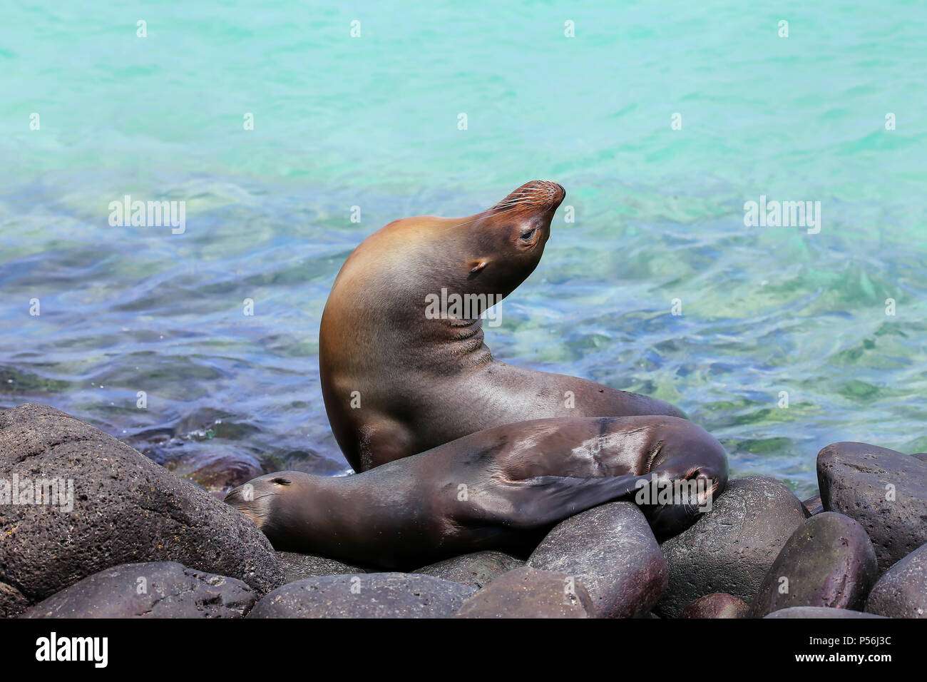 Galapagos sea lions lying on rocks at Suarez Point, Espanola Island ...
