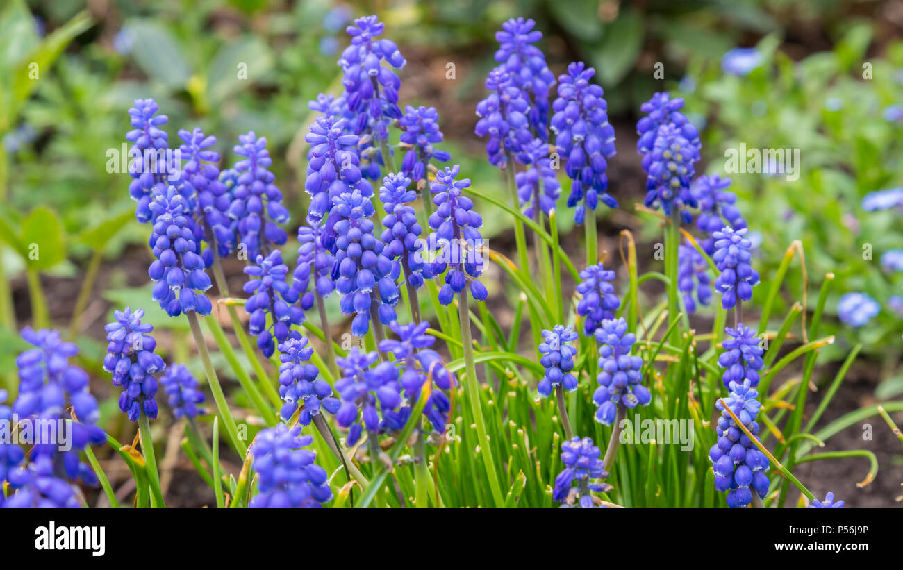 Bluebell hyacinth hi-res stock photography and images - Alamy