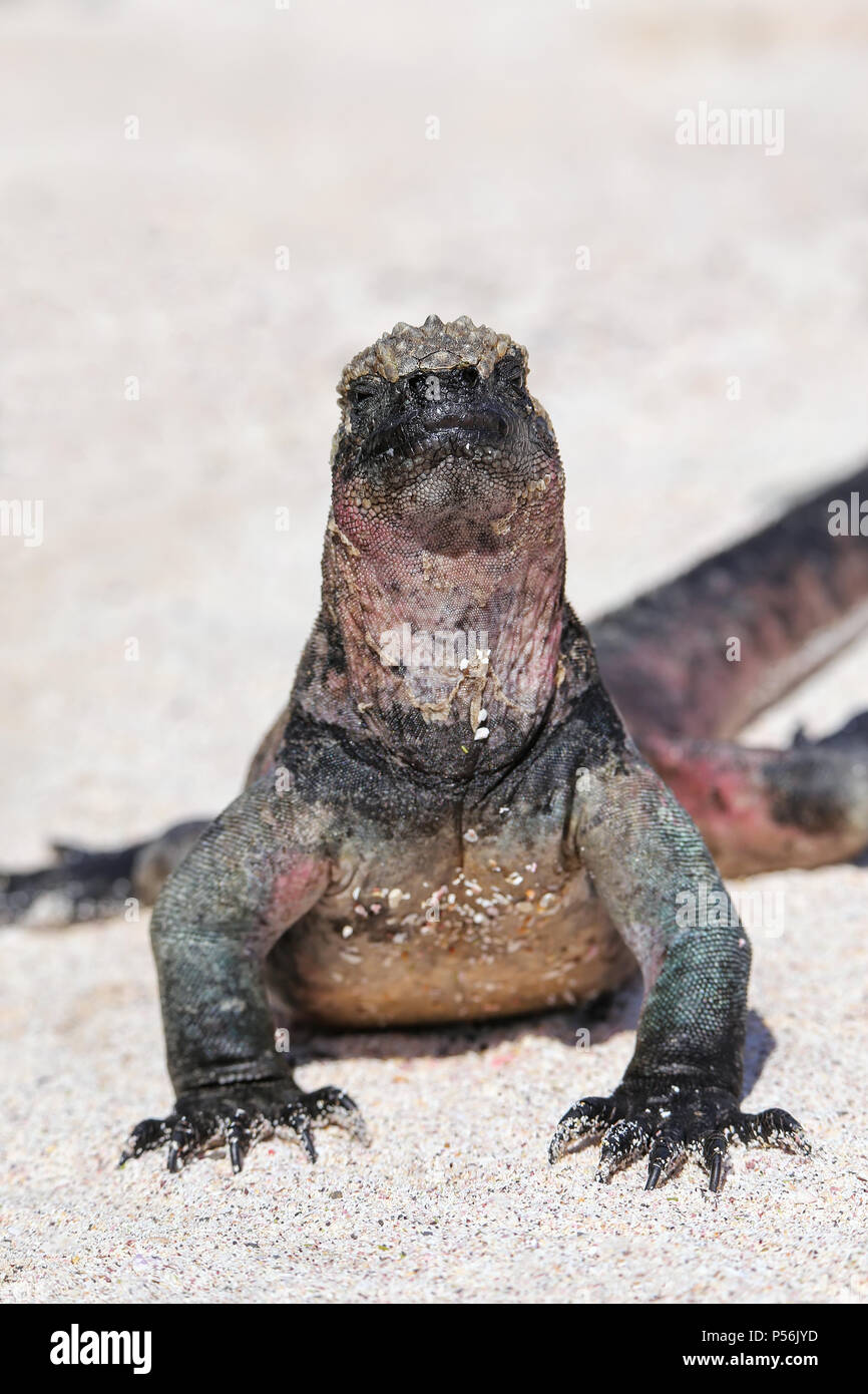Espanola marine iguana punta suarez hi-res stock photography and images ...