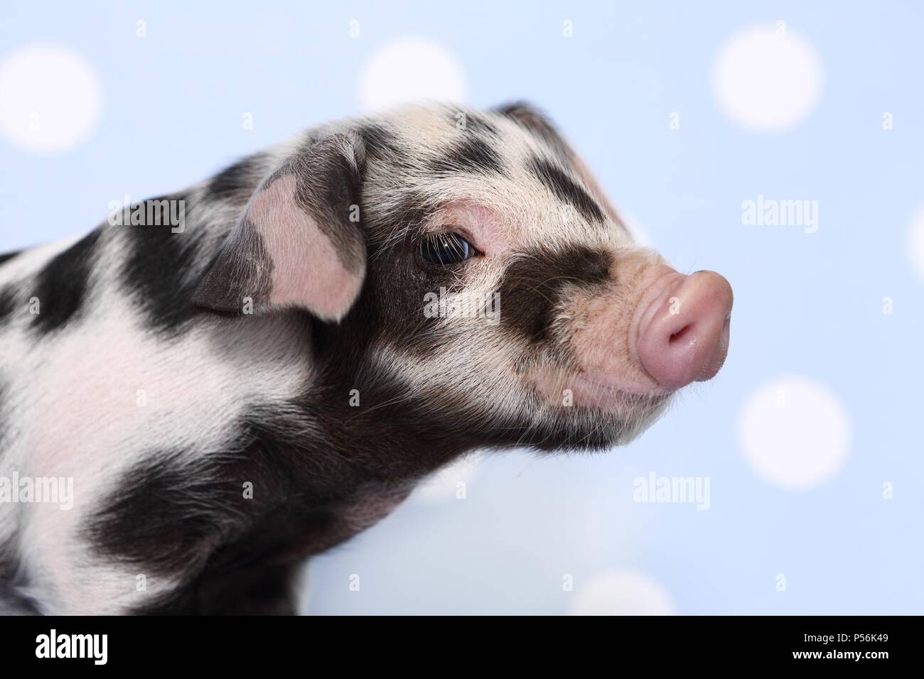 Black spotted piglet hi-res stock photography and images - Alamy
