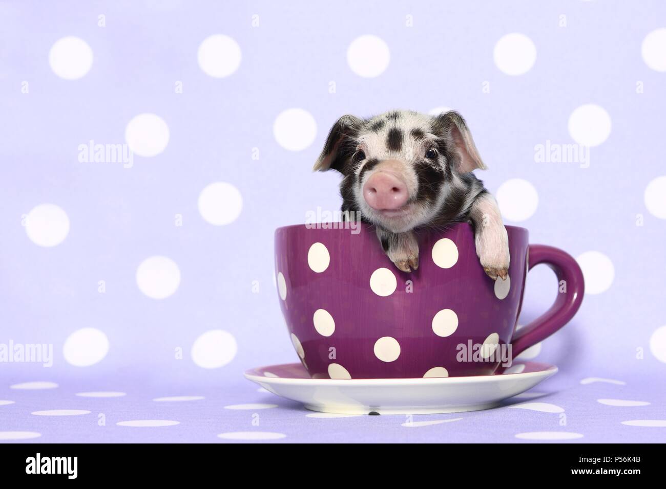 Funny piglet humor humour hi-res stock photography and images - Alamy