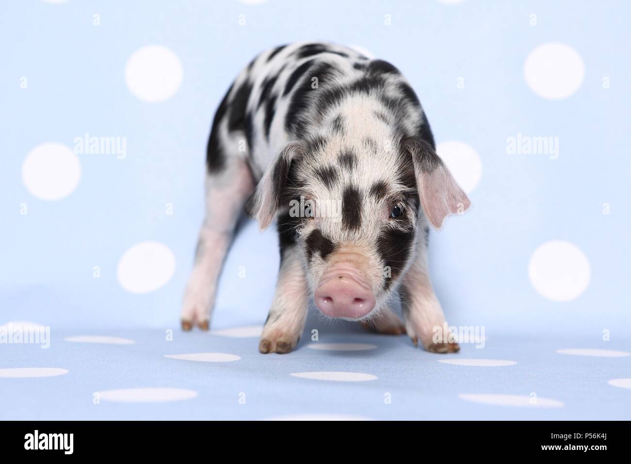 Black spotted piglets hi-res stock photography and images - Alamy