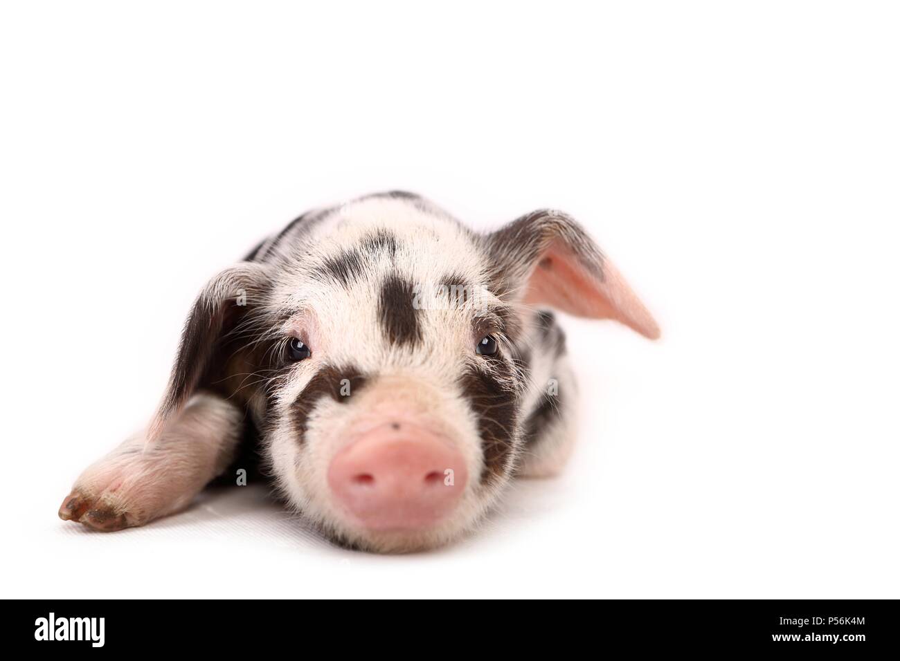 Piebald pig Cut Out Stock Images & Pictures - Alamy