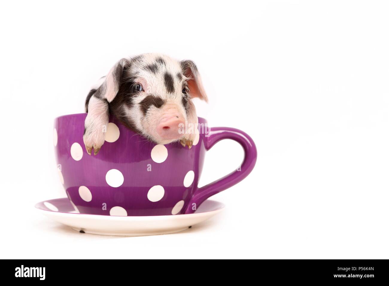 Funny piglet humor humour hi-res stock photography and images - Alamy