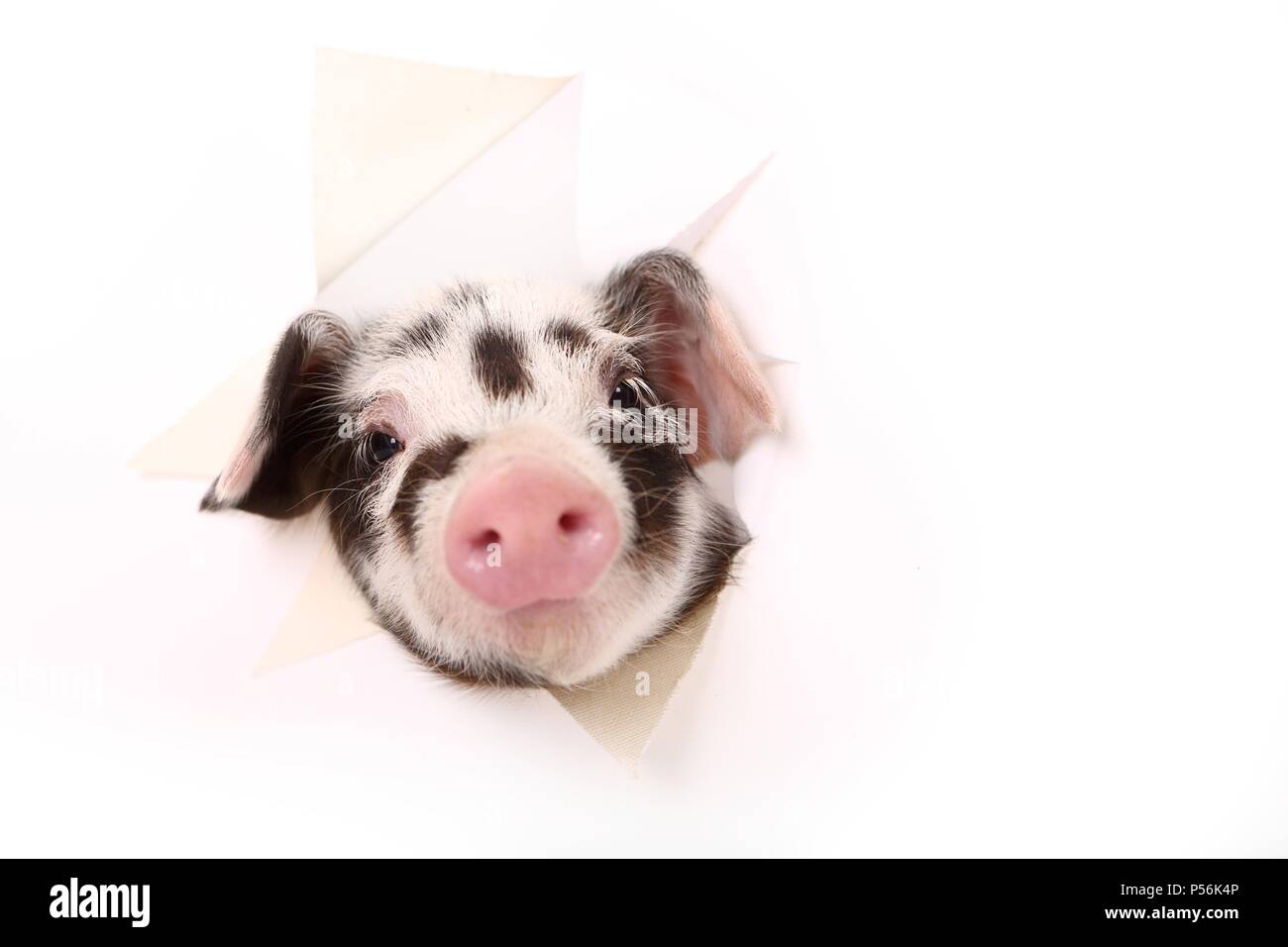 Funny piglet humor humour hi-res stock photography and images - Alamy