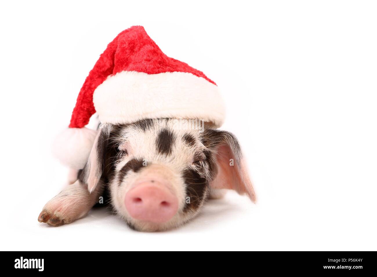 Piglet young mammals animals pig Cut Out Stock Images & Pictures - Alamy