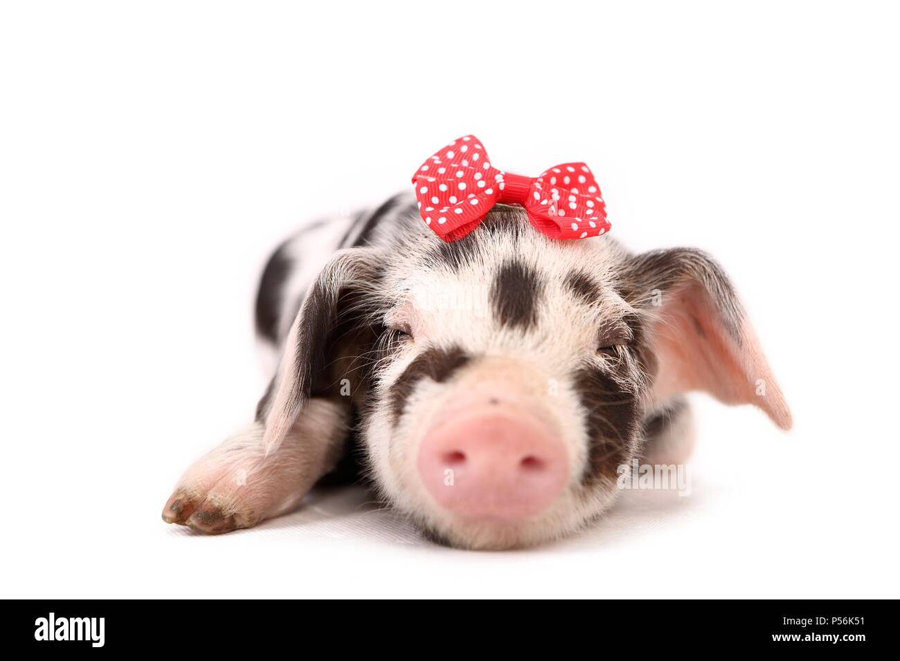 Catnap humor hi-res stock photography and images - Alamy