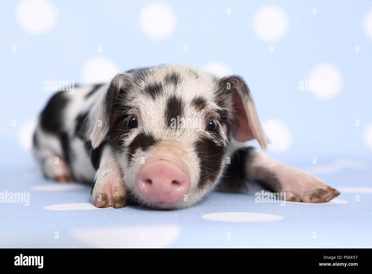 Black spotted piglets hi-res stock photography and images - Alamy