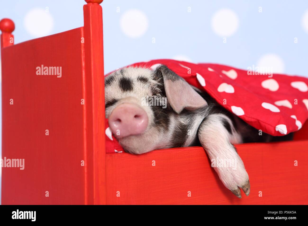 Suckling pig resting hi-res stock photography and images - Alamy
