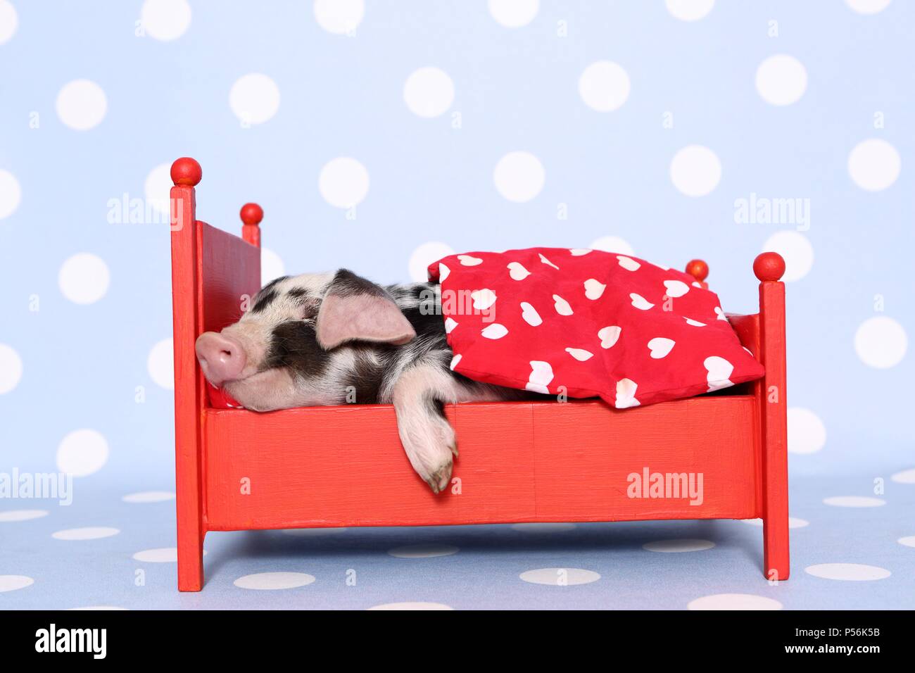 Funny piglet hi-res stock photography and images - Alamy