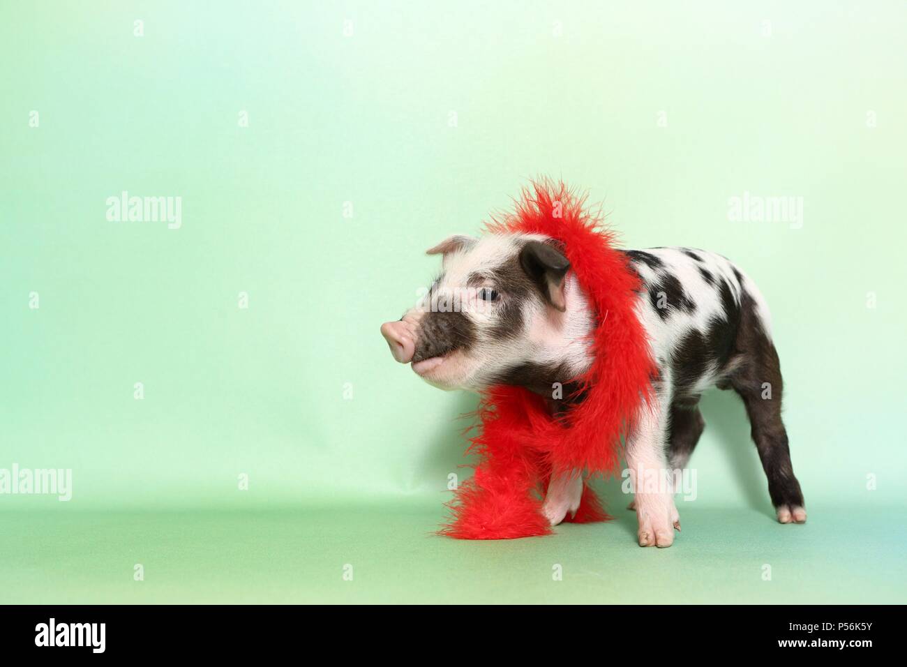 Funny piglet humor humour hi-res stock photography and images - Alamy