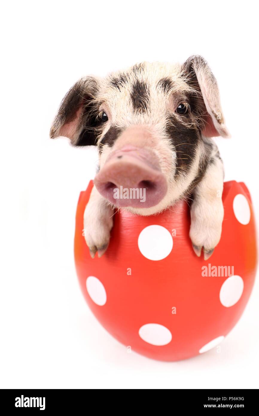 Funny piglet humor humour hi-res stock photography and images - Alamy