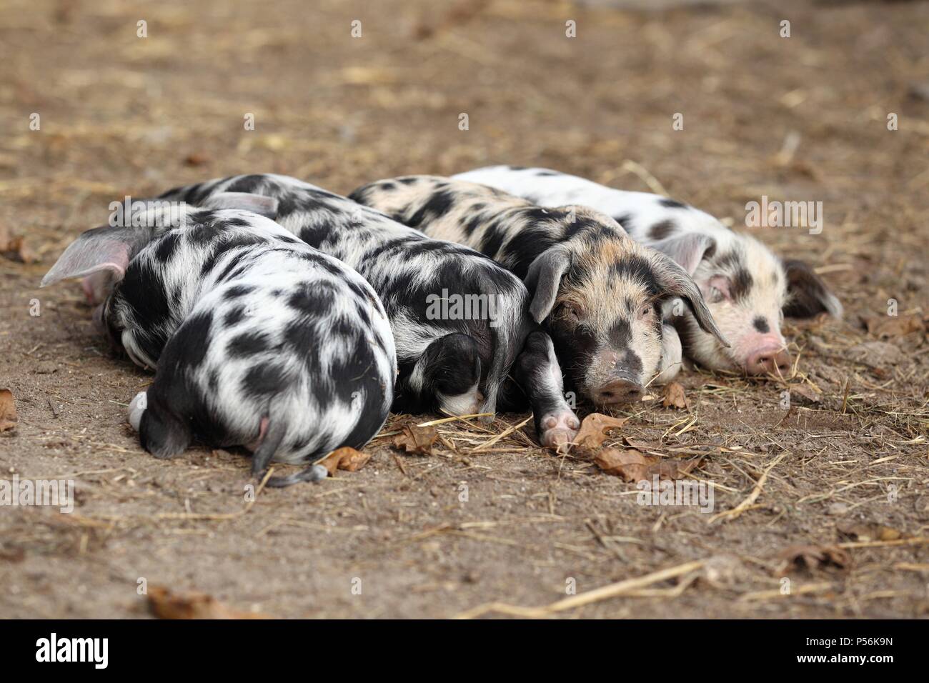 Pig backside hi-res stock photography and images - Alamy
