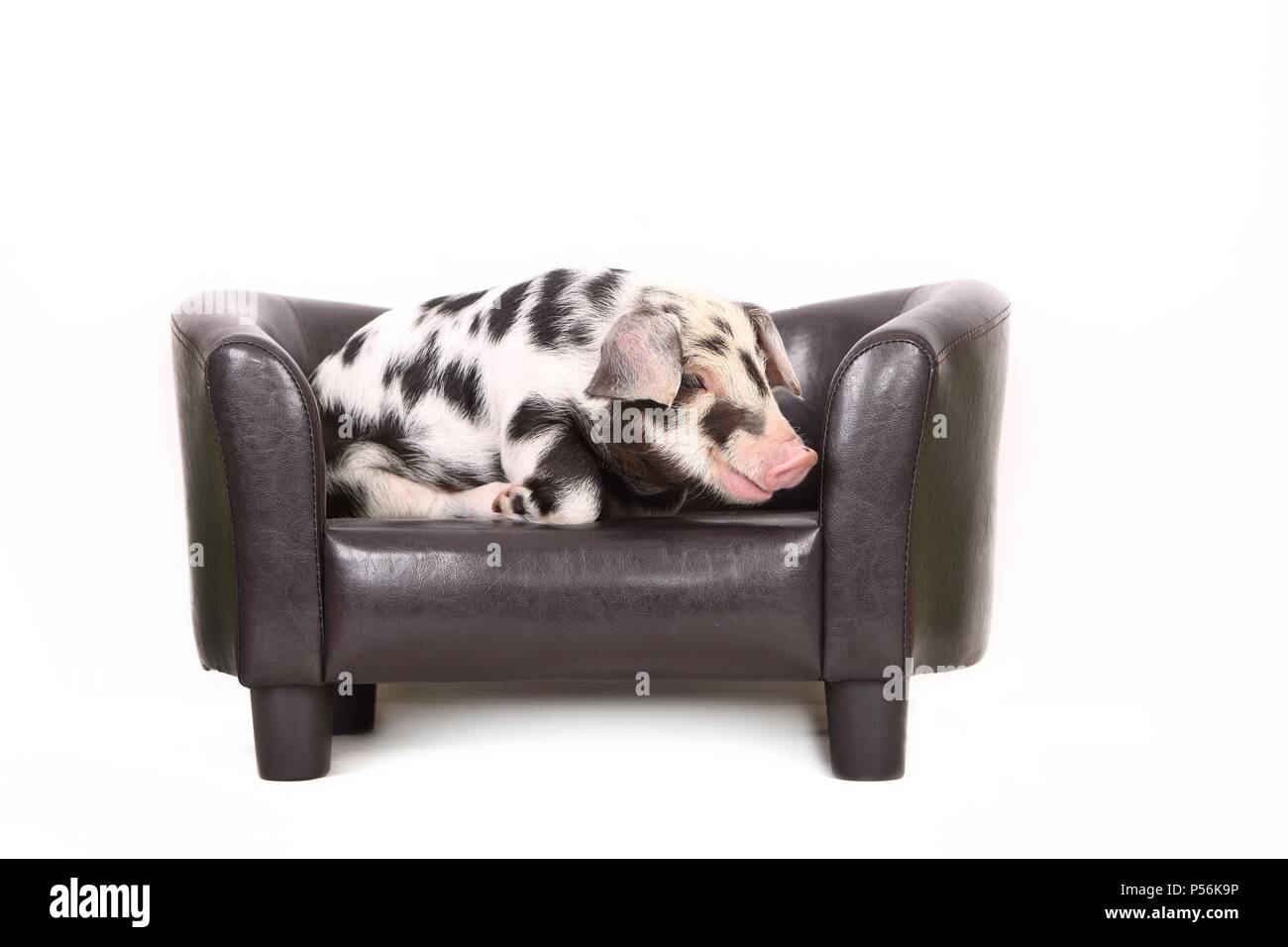 Funny piglet humor humour hi-res stock photography and images - Alamy