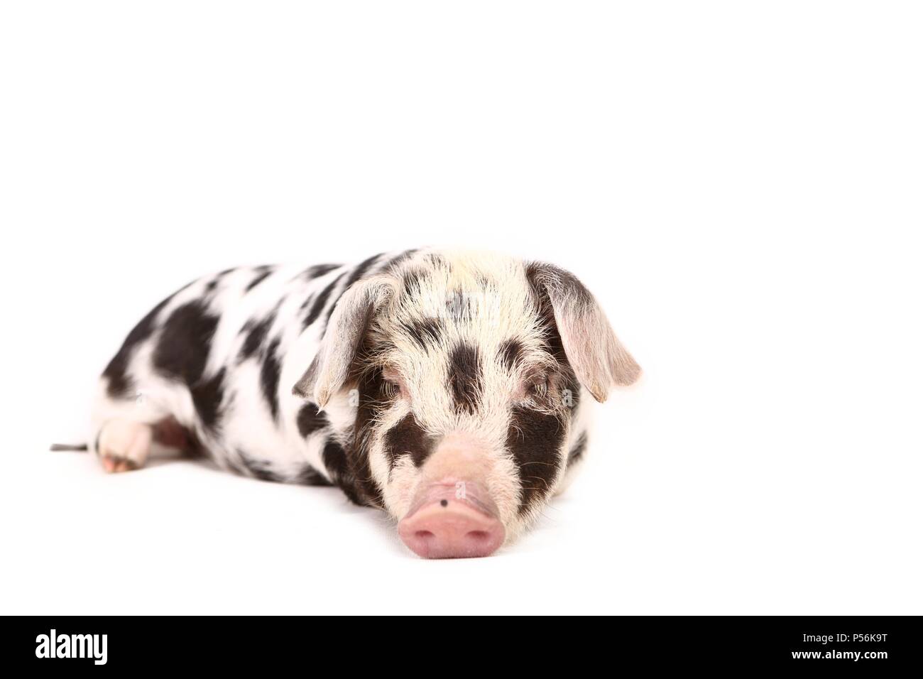 Piglet young mammals animals pig Cut Out Stock Images & Pictures - Alamy