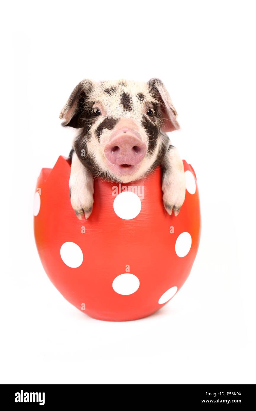 Funny piglet humor humour hi-res stock photography and images - Alamy