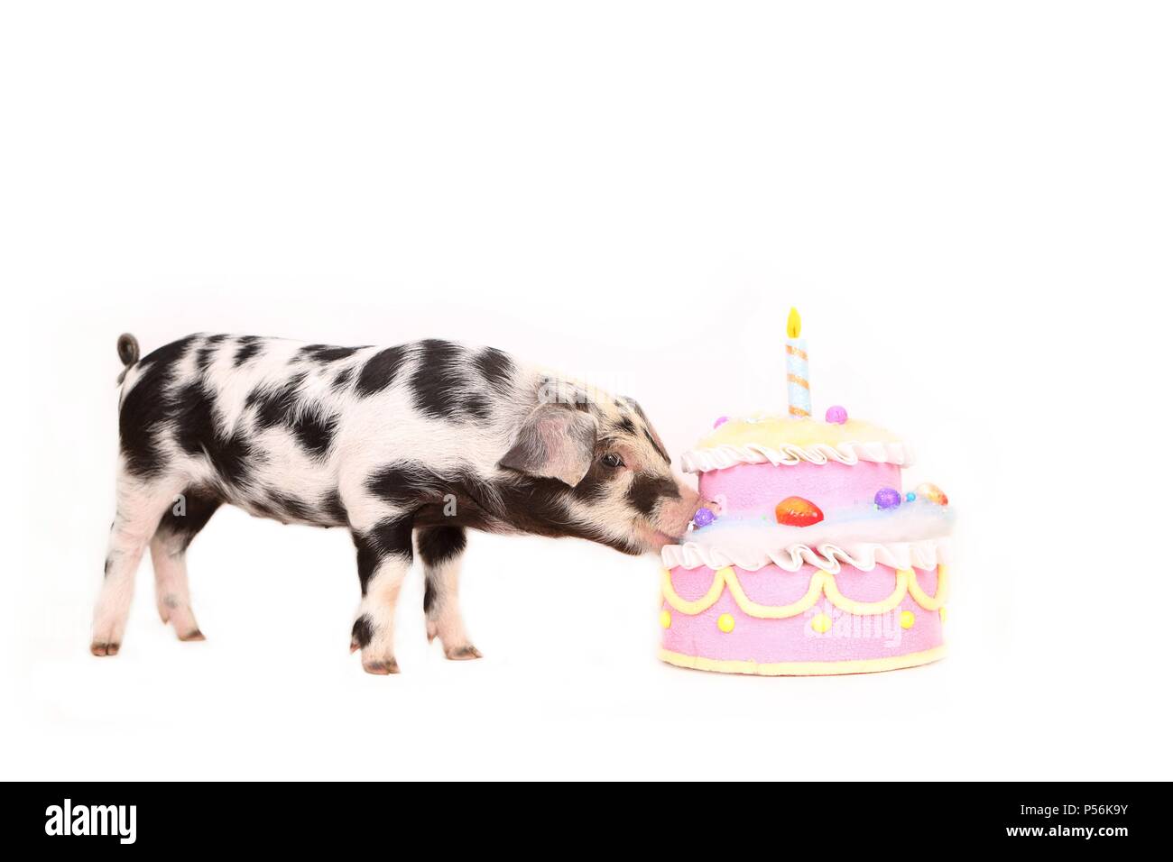 Baby Pig Eating Cake