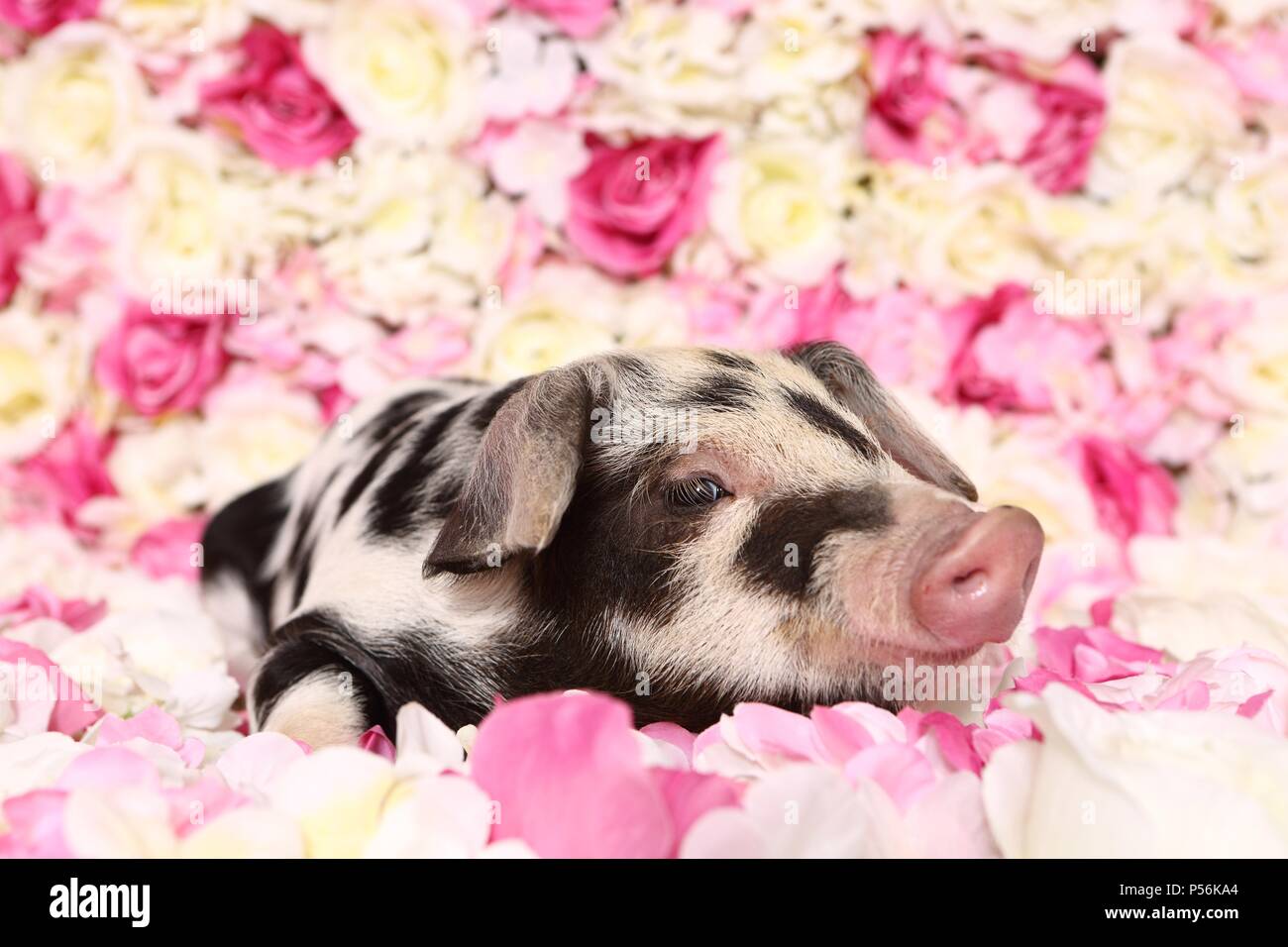Piglet flower hi-res stock photography and images - Alamy