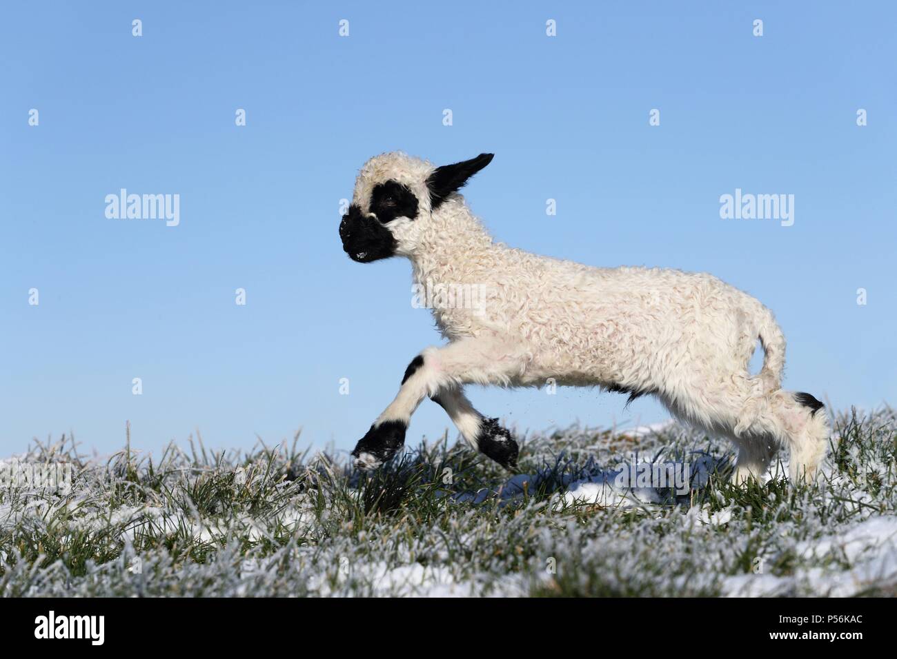 Valais blacknose sheep running hi-res stock photography and images - Alamy