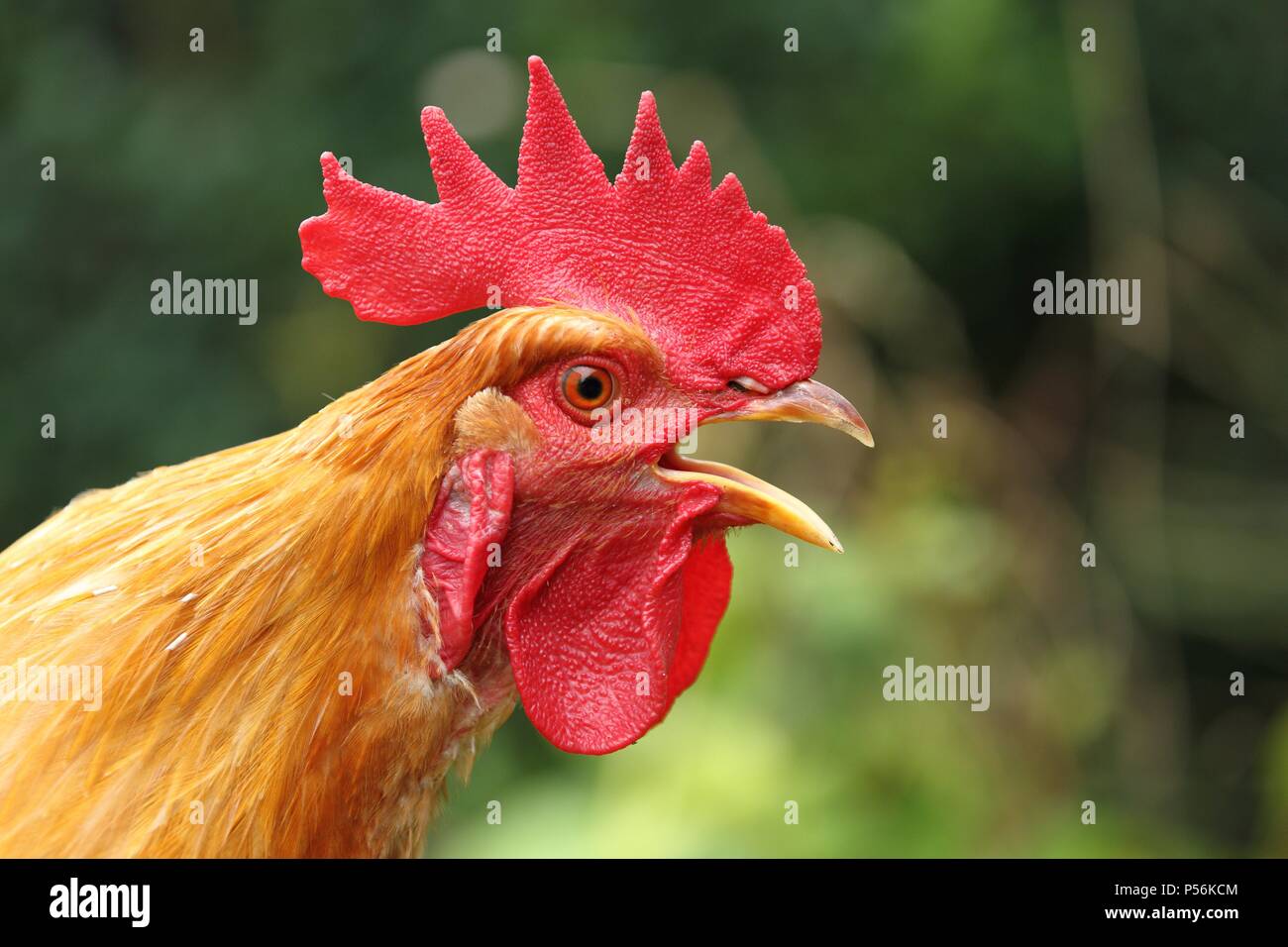 Chicken crow hi-res stock photography and images - Alamy