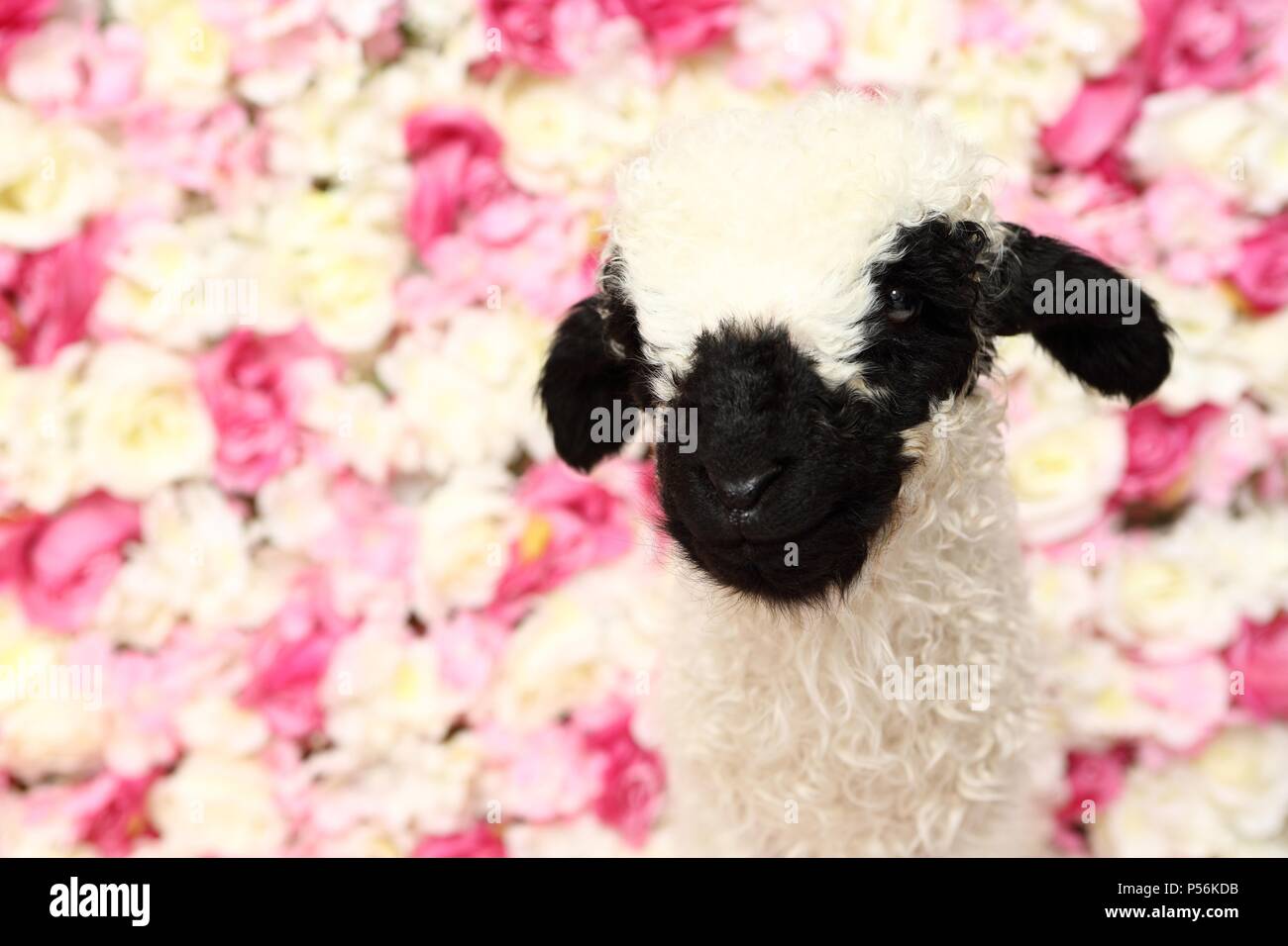 Lamb portraits hi-res stock photography and images - Alamy