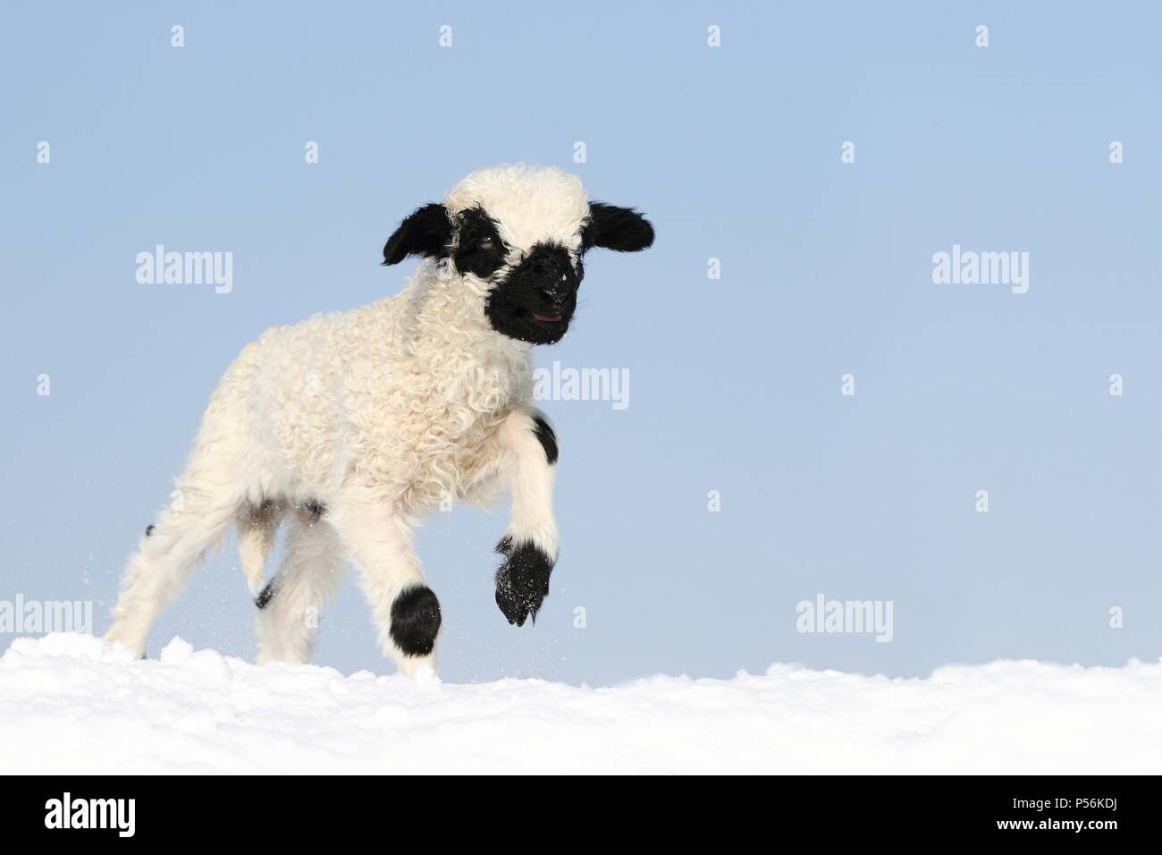 Valais blacknose sheep running hi-res stock photography and images - Alamy