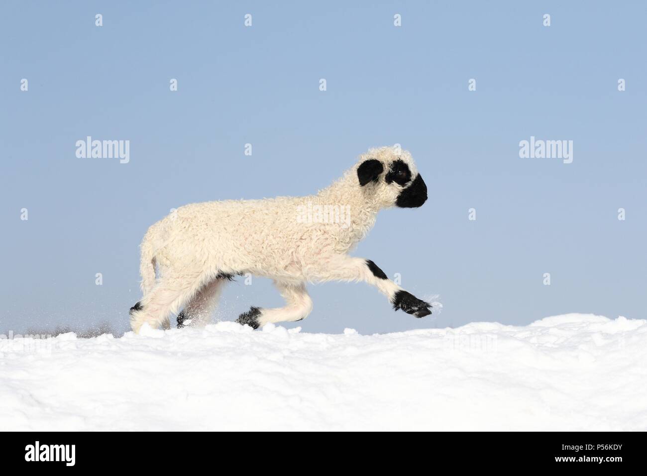 Valais blacknose sheep running hi-res stock photography and images - Alamy