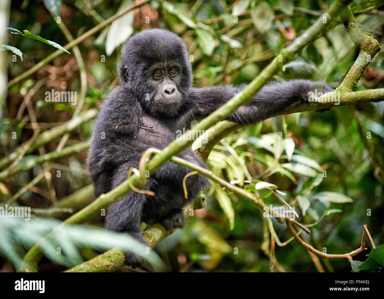 Gorilla Climbing Tree High Resolution Stock Photography and Images - Alamy