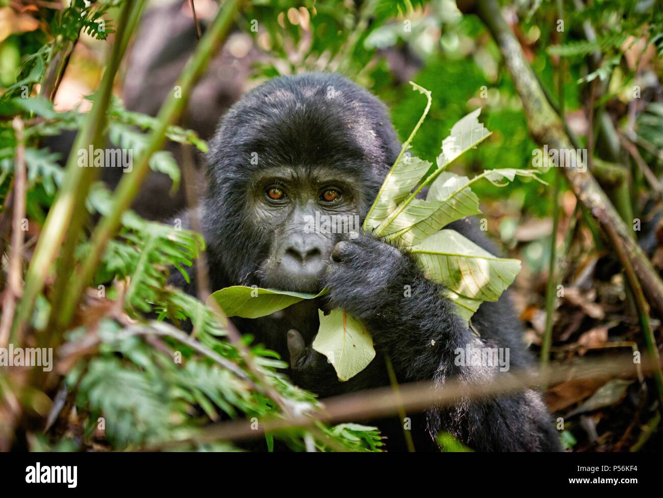 Gorilla eating tree hi-res stock photography and images - Alamy