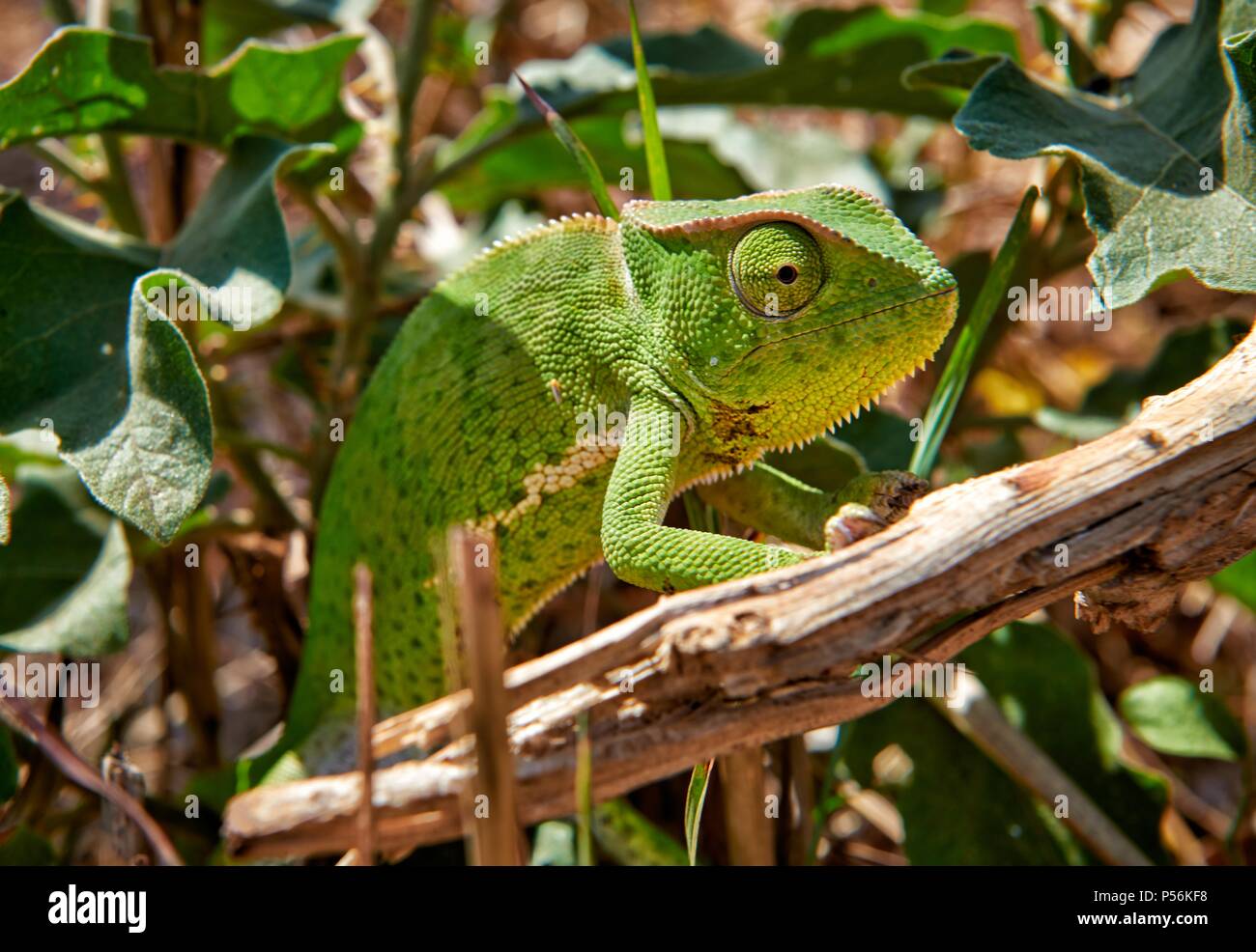 Uganda lizards hi-res stock photography and images - Alamy