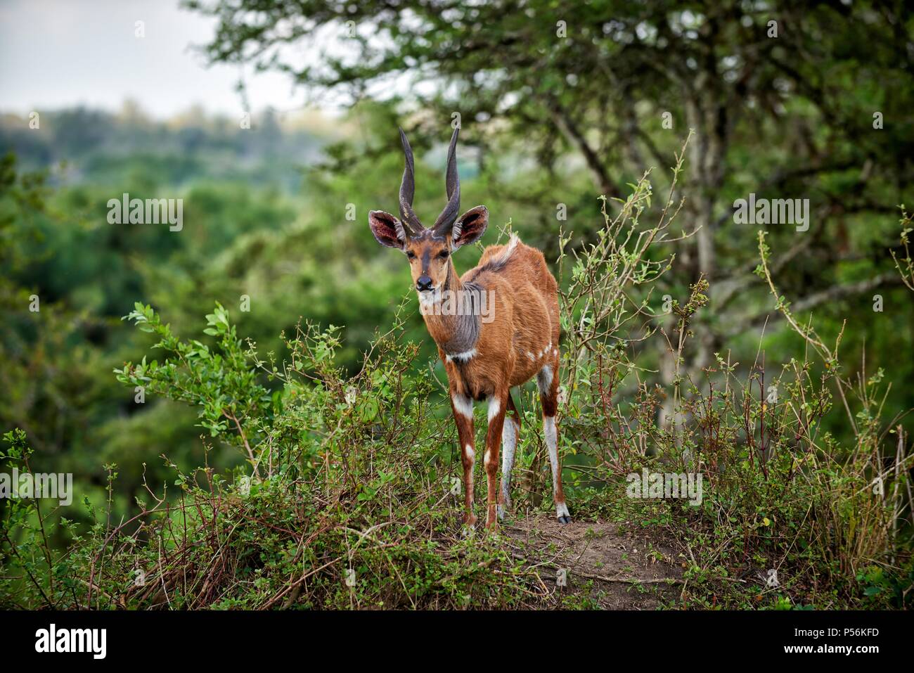 Bushbucks High Resolution Stock Photography and Images - Alamy