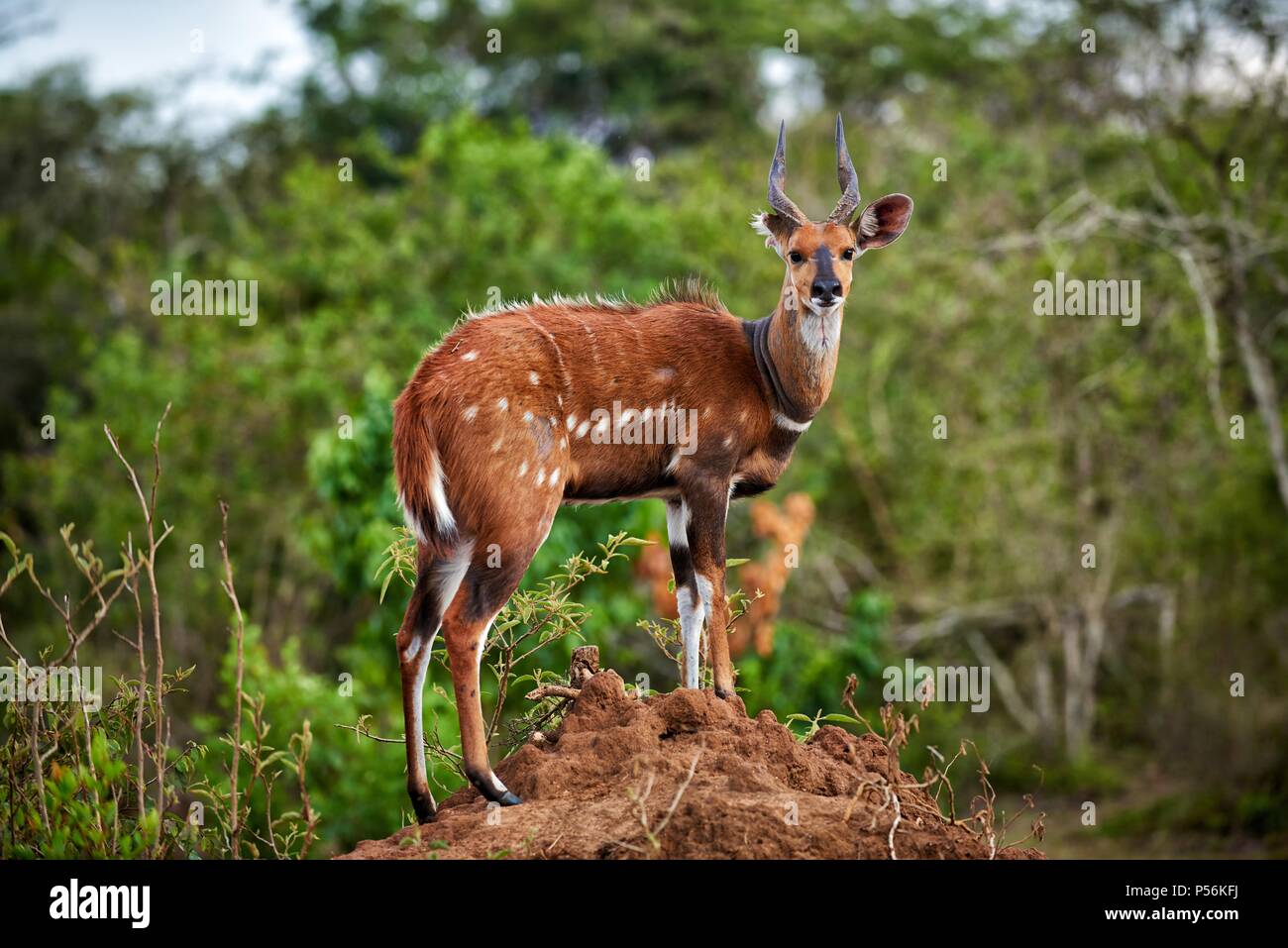 Bushbucks hi-res stock photography and images - Alamy