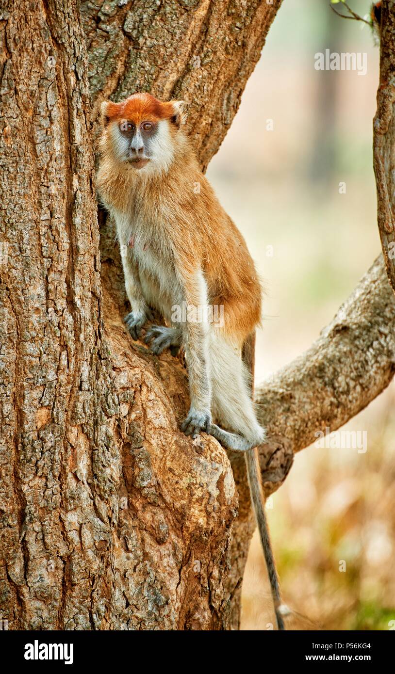 Murchison falls ape hi-res stock photography and images - Alamy